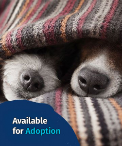 HOME FREE ANIMAL RESCUE & SANCTUARY|