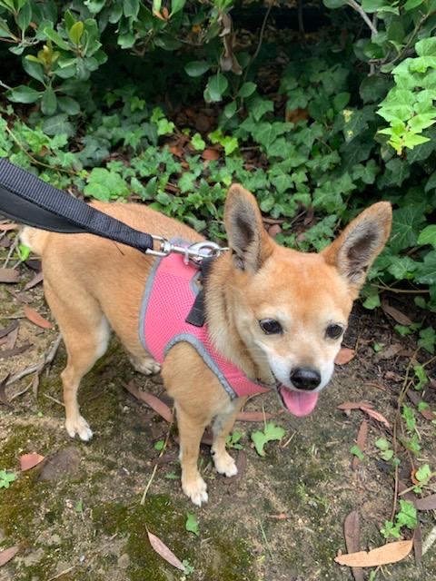 Adopt|HOME FREE ANIMAL RESCUE & SANCTUARY