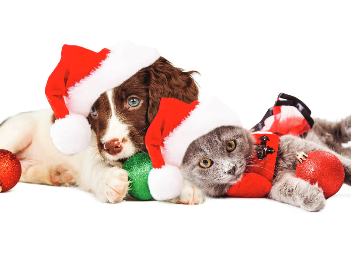 HOME FREE ANIMAL RESCUE & SANCTUARY|