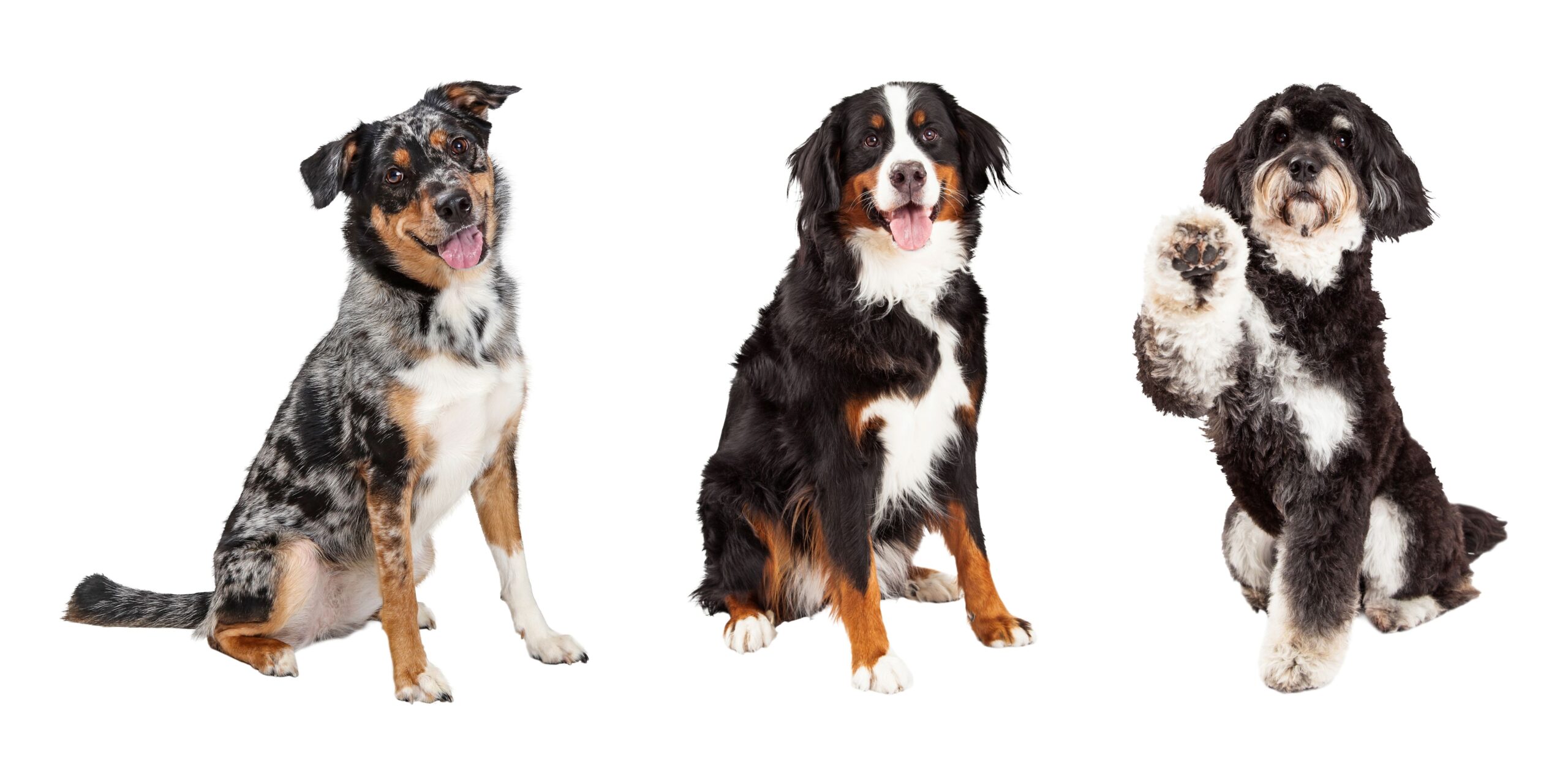 HOME FREE ANIMAL RESCUE & SANCTUARY|